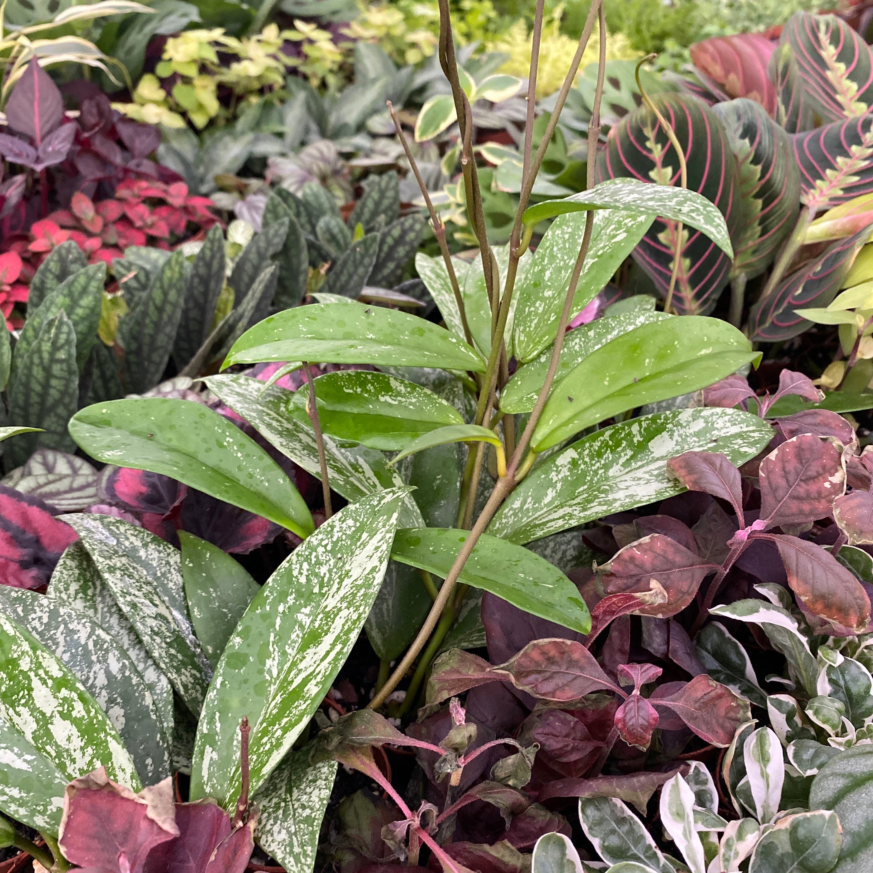 4" plants – IVY COURT